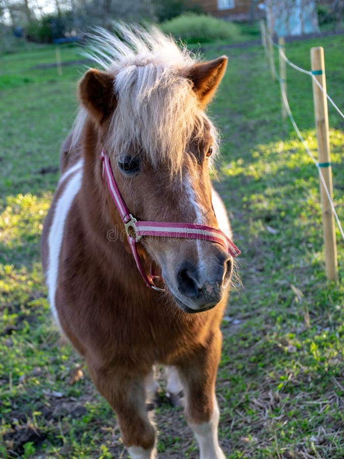 A Portrait of a Small and Beautiful Pony, the Pony is in the Pasture ...