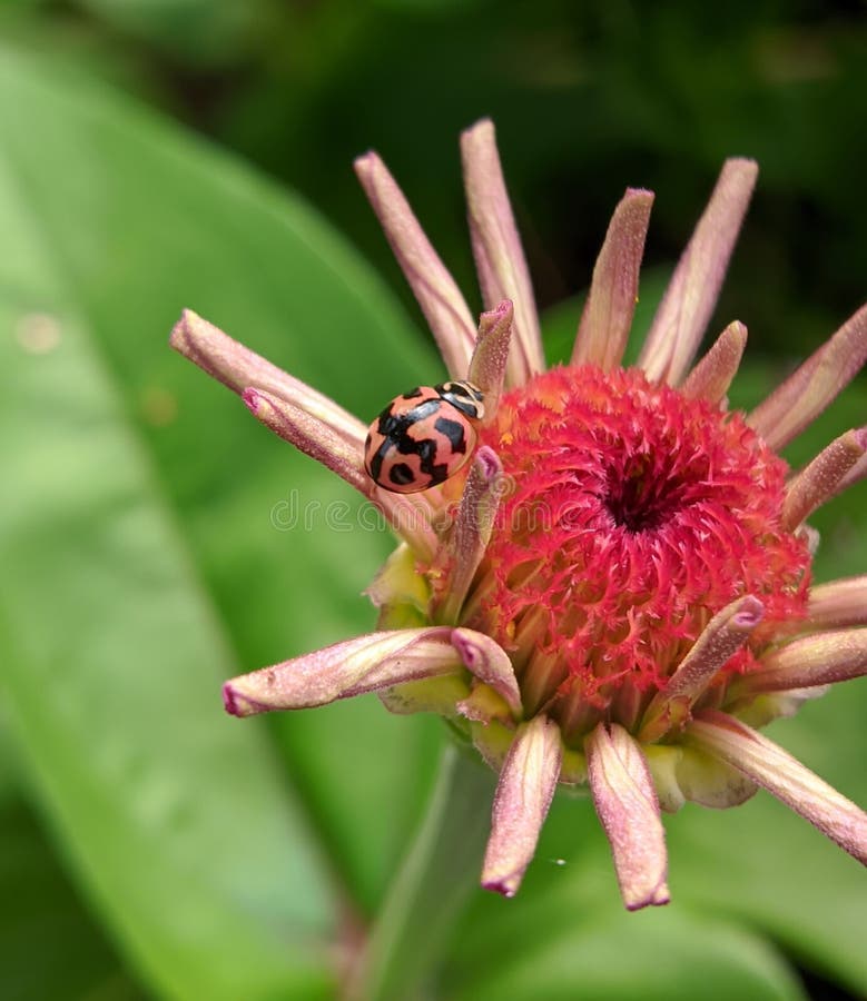 Portrait of a Ladybug on a Flower Stock Image - Image of ladybug ...