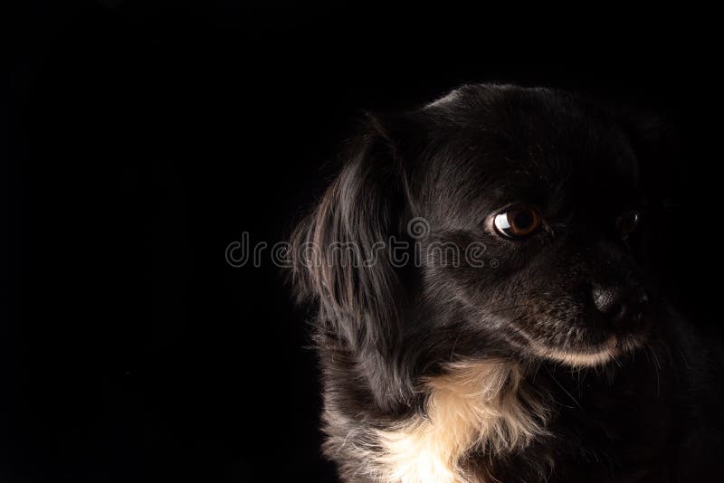 Portrait of a Small Black and White Dog with Black Background. Low Key ...