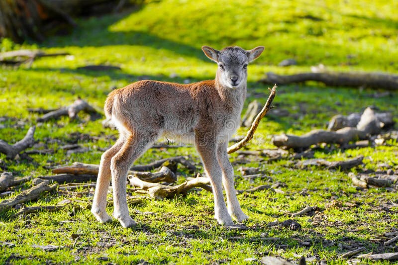 Portrait of a Red Deer with Antlers Stock Photo - Image of portrait ...