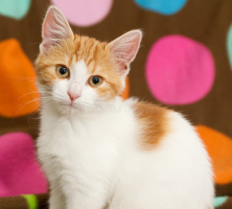 Yellow Cat stock photo. Image of pets, nose, relaxation - 47428054