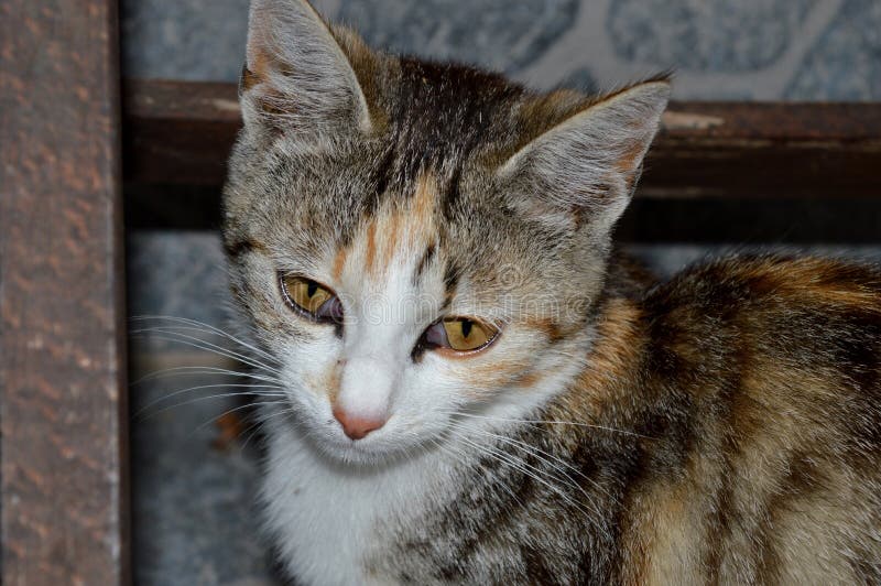 Portrait of a small cat stock image. Image of details - 184836267