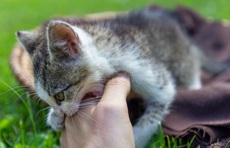Portrait Small Cute Kitty, Cat Playing, Bite To Man Hand Stock Image ...