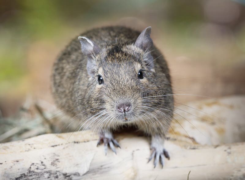 Portrait of Degu Eating Hay Stock Image - Image of paws, cute: 16757553