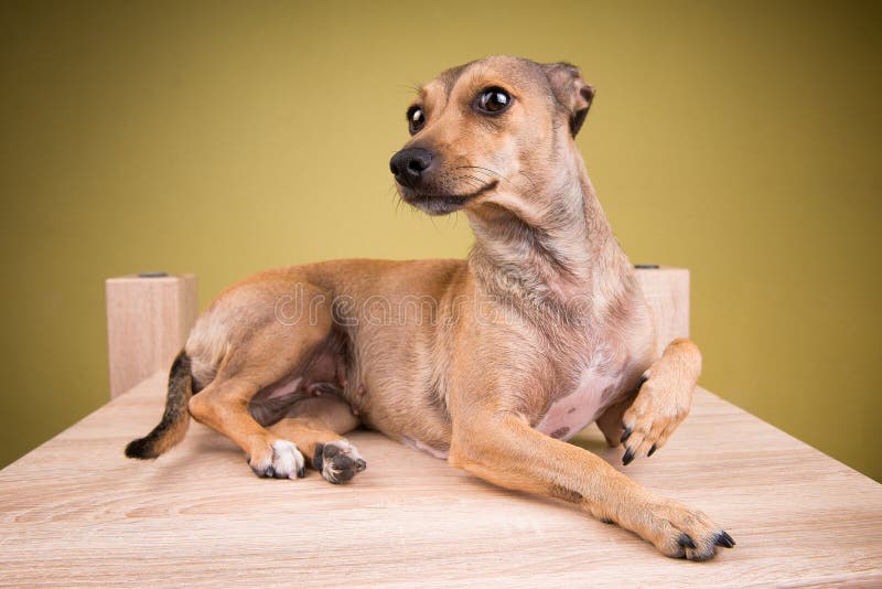 Portrait of a small dog stock image. Image of isolated - 49080667