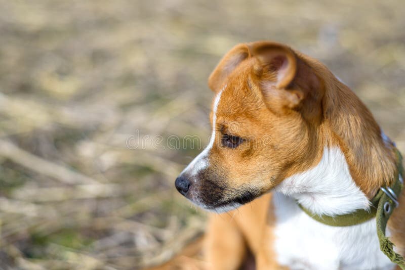 Portrait of a Small Dog. Dog in the Countryside Stock Photo - Image of ...
