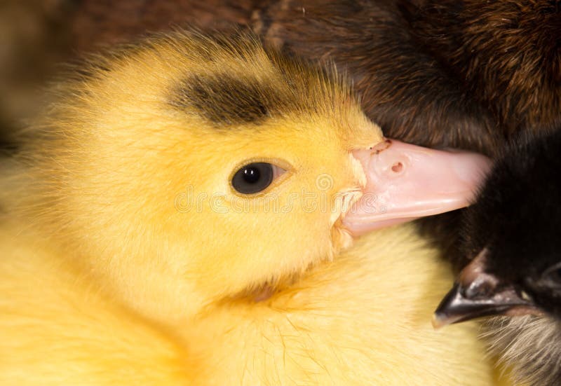 Portrait of a Small Duckling Stock Photo - Image of bright ...