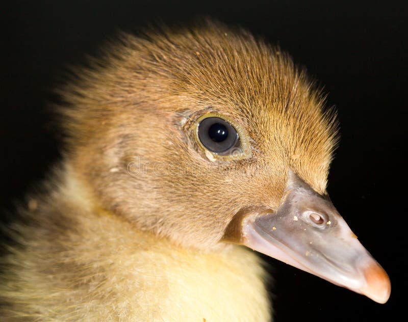 Portrait of a Small Duckling Stock Image - Image of farming, flaccid ...