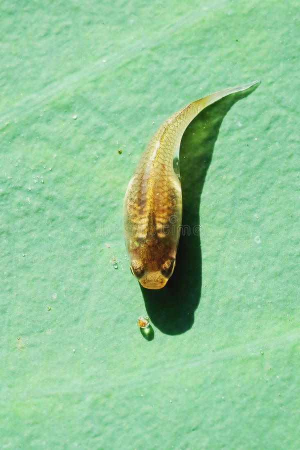 Portrait of a Small Fish stock image. Image of lily, clean - 56686053