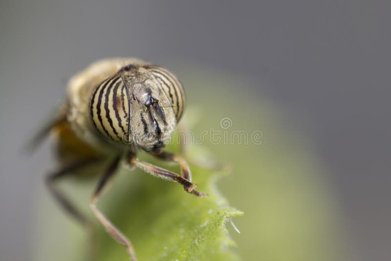 Arctic wolf stock photo. Image of wildlife, animal, mammal - 23480180