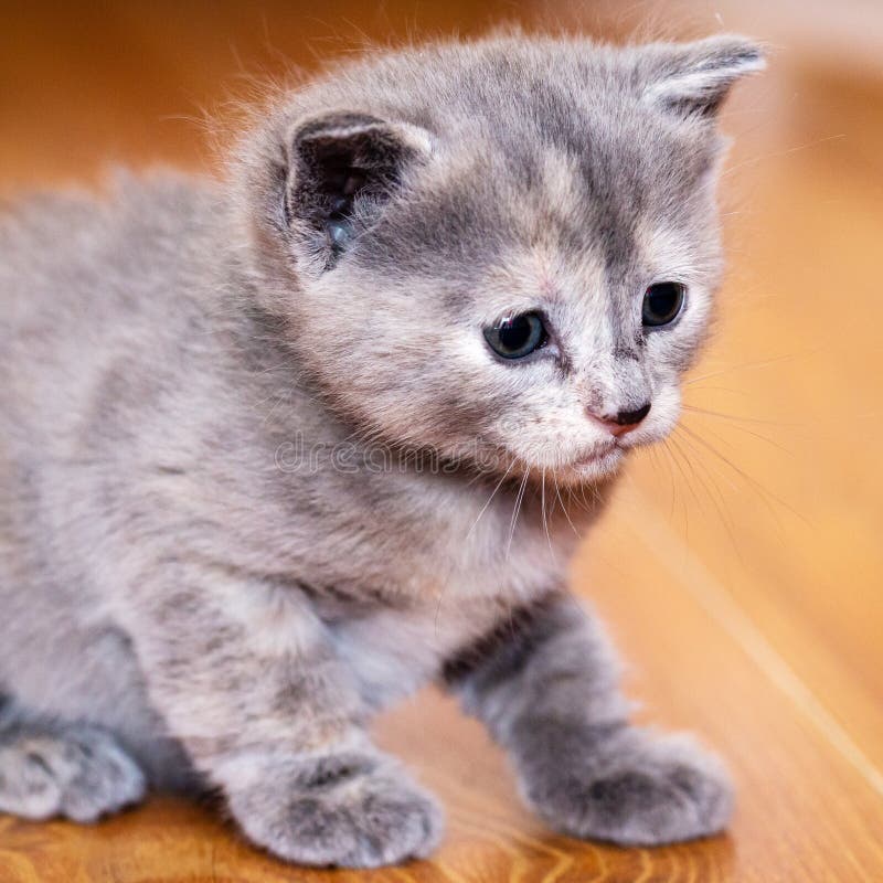 Portrait of Small Gray Kitten Stock Image - Image of friendly, breast ...