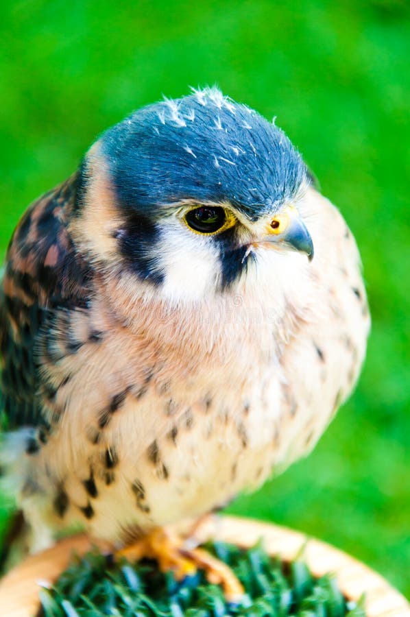 Small Hawk Perched on Wet Branch Outdoors Generated by AI Stock Image ...