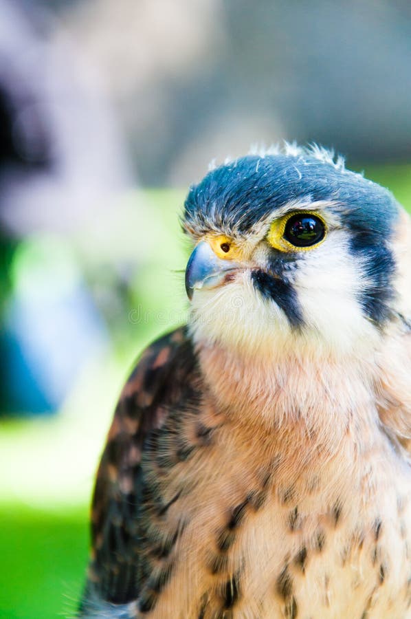 Small Hawk Perched on Wet Branch Outdoors Generated by AI Stock Image ...