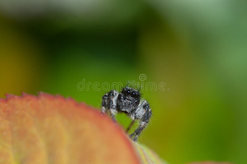 Portrait of a Small Jumping Spider Staring at Camera Standing on Rose ...