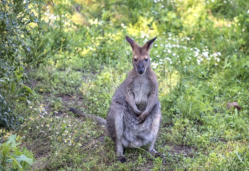 Portrait of Small Kangaroo in the Meadow Stock Image - Image of detail ...