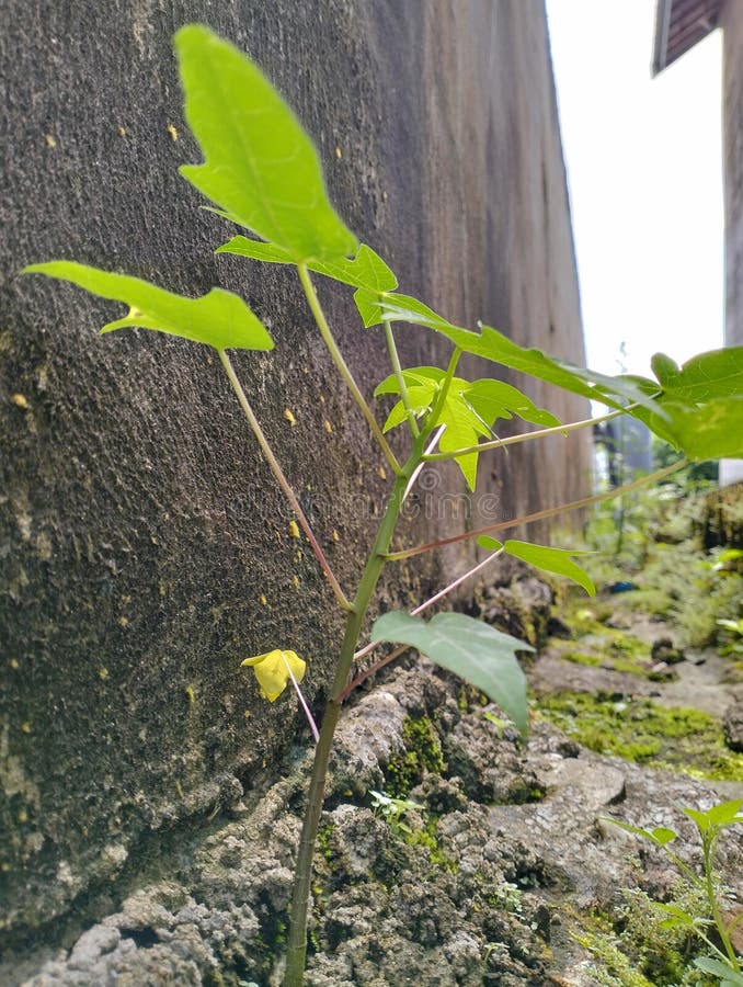 Portrait of the Small Papaya Trees Stock Image - Image of plant, branch ...
