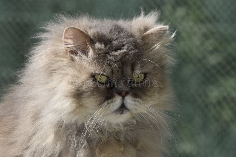 Portrait of a Small Persian Cat in the Sun Stock Image - Image of ...