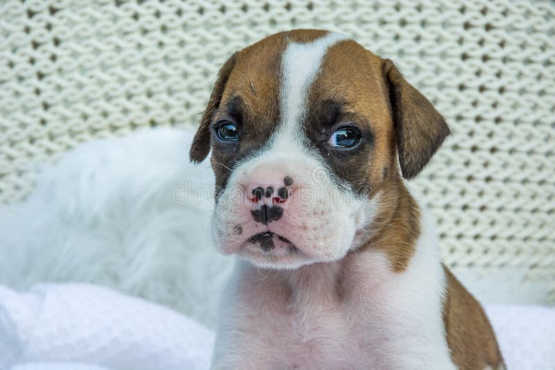 Portrait of a Small Puppy Dog Stock Image - Image of beauty, animal ...