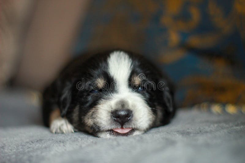 Portrait of Small Puppy Dog Stock Image - Image of brown, comfortable ...