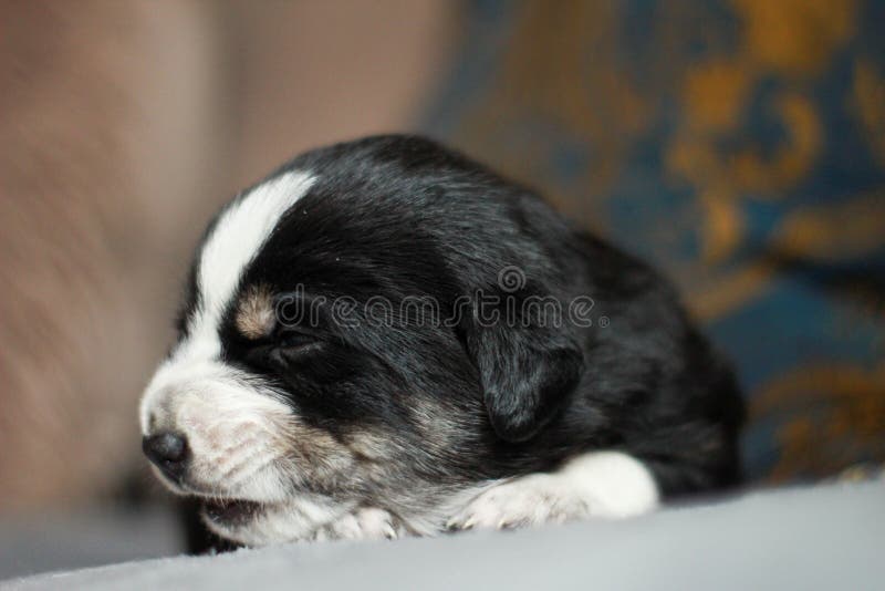 Portrait of Small Puppy Dog Stock Photo - Image of happiness, beautiful ...