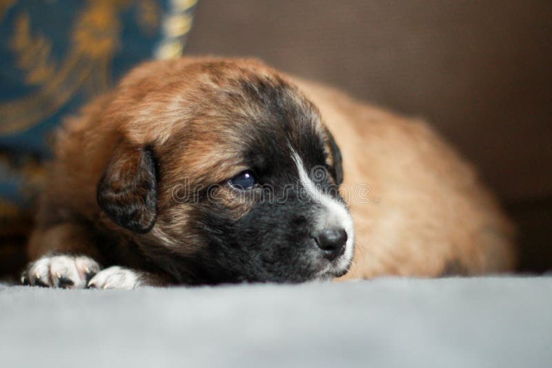 Portrait of Small Puppy Dog Stock Photo - Image of purebred, pets ...