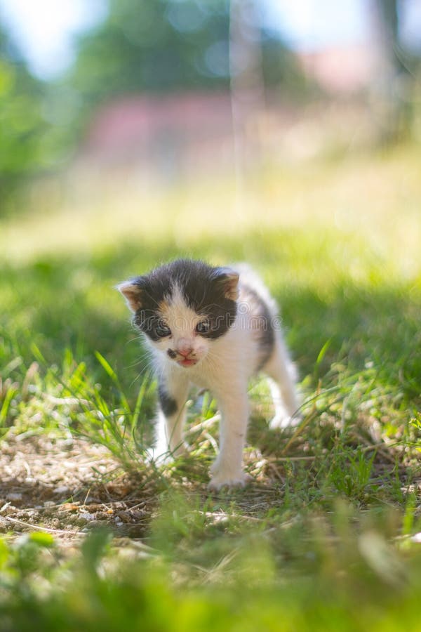 Portrait of small cat pet stock image. Image of small - 263126645
