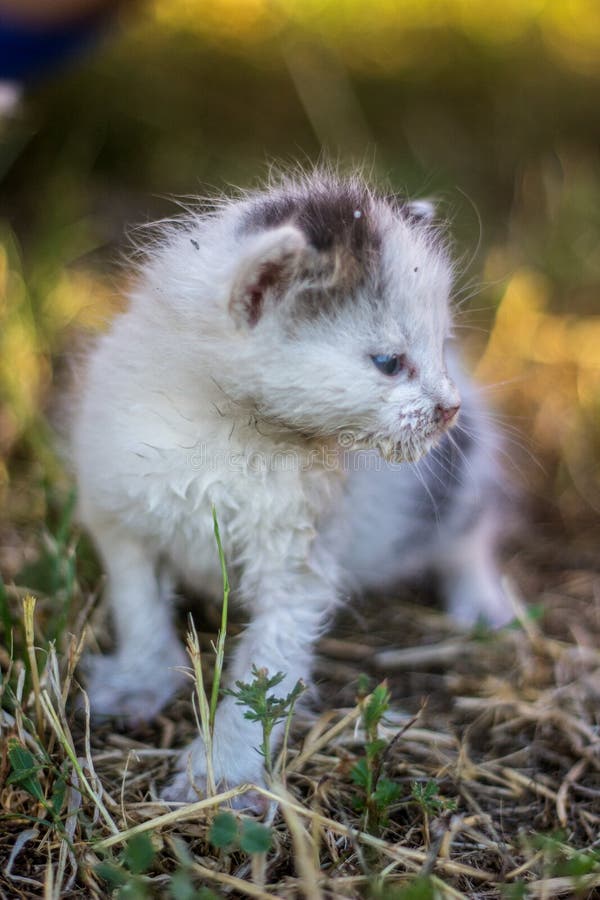Portrait of small cat pet stock image. Image of small - 263126653