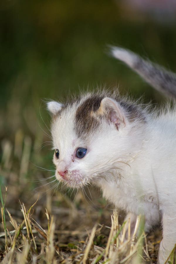 Portrait of small cat pet stock photo. Image of small - 263126708