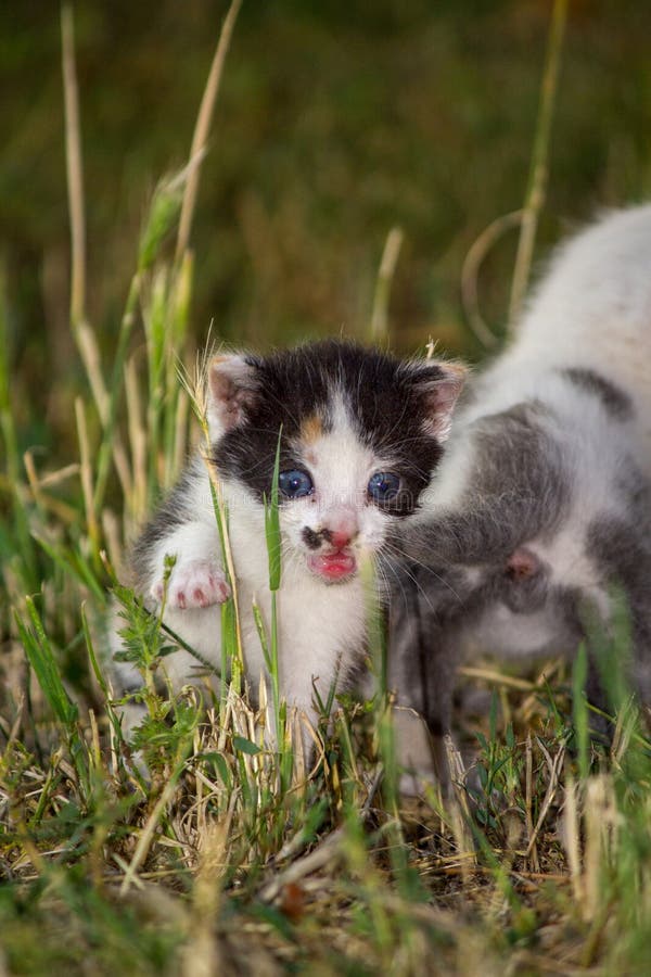 Portrait of small cat pet stock photo. Image of small - 263126724