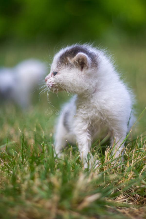 Portrait of small cat pet stock photo. Image of small - 263126752