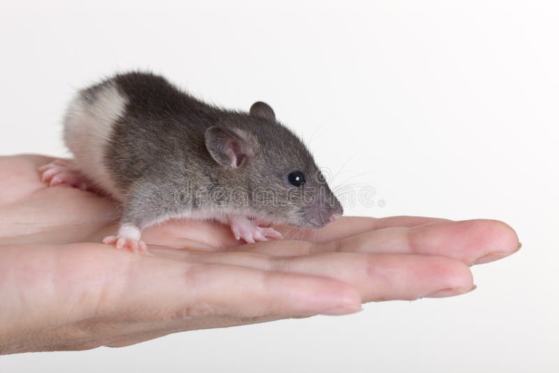 Portrait of a small rat stock photo. Image of domestic - 24995816