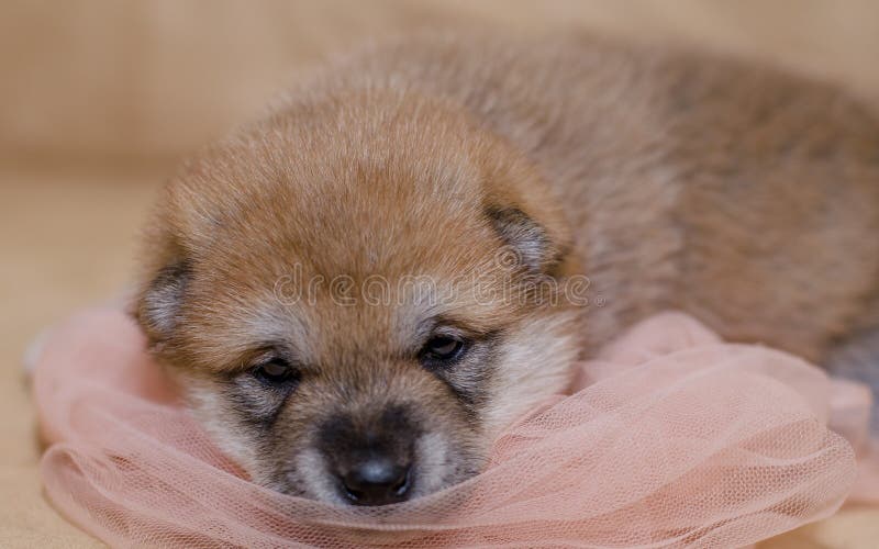 Little red puppy stock photo. Image of portrait, breed - 179759570