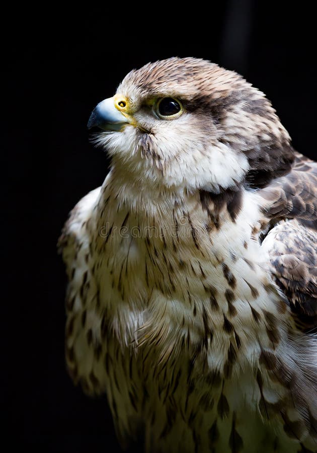 Sakar Falcon Stock Photos - Free & Royalty-Free Stock Photos from ...