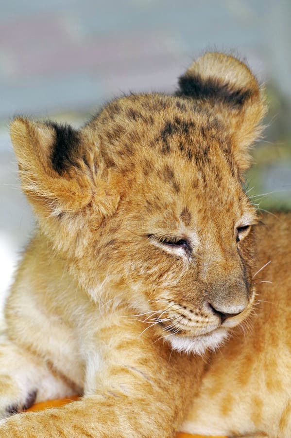 Portrait of a Small Tiger Cub Stock Photo - Image of relax, mammal ...