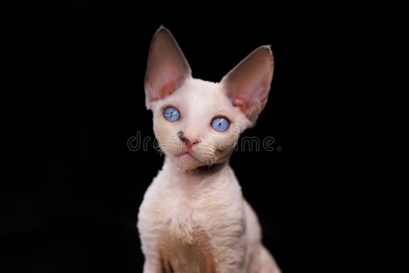 Portrait of a Small White Kitten of the Devon Rex Breed on a Black ...