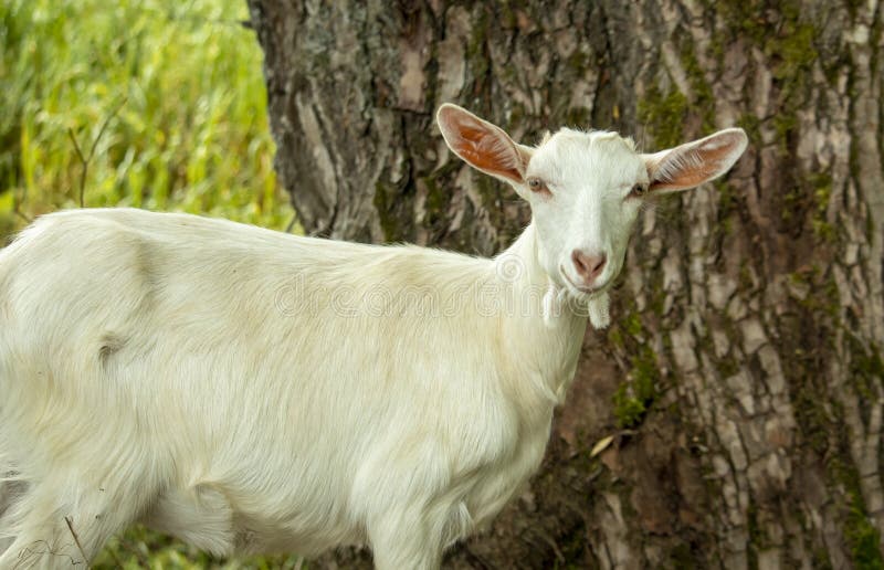 Portrait of a Small White Wooden Goat that Eats Tree Leaves Stock Image ...