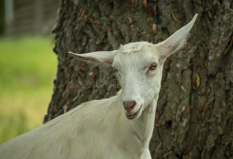 Portrait of a Small White Wooden Goat that Eats Tree Leaves Stock Photo ...