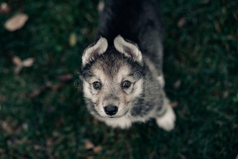 Portrait of Small Wolf-like Puppy on the Lawn Stock Photo - Image of ...