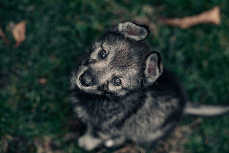 Small Wolf Spider stock photo. Image of entomology, natural - 218810154