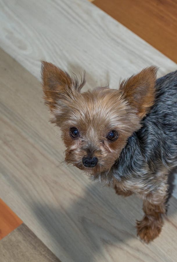 Portrait of a small Yorkie stock photo. Image of animal - 164189938