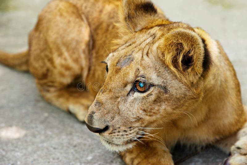 Portrait of Small Young Lion Stock Image - Image of india, outdoor ...