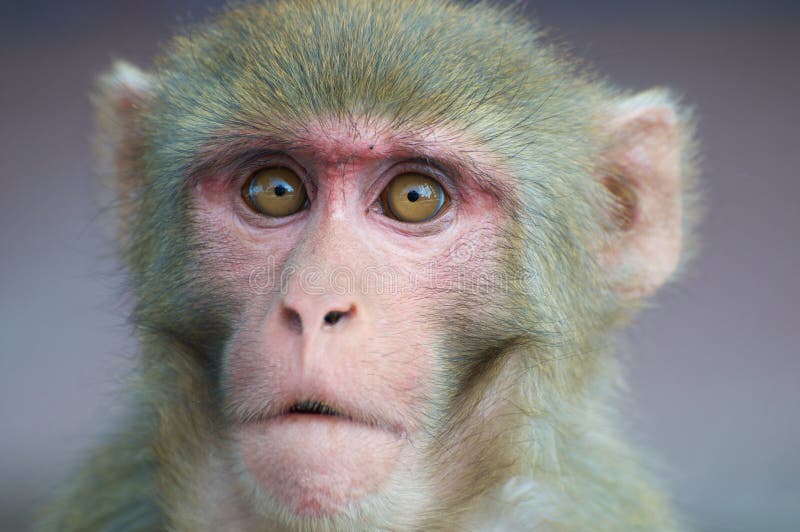Portrait of a Smart Looking Monkey Stock Photo - Image of closeup, face ...
