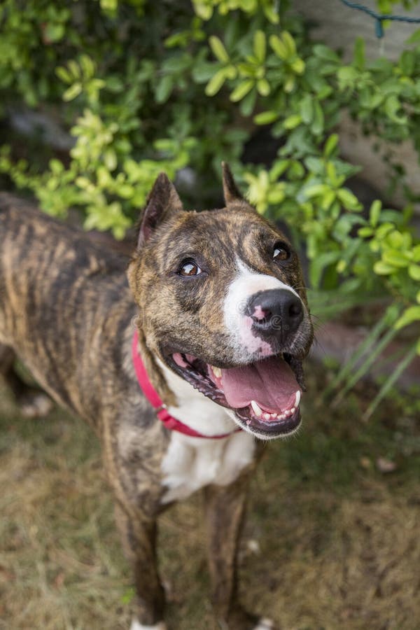 Portrait of a Smiling Brindle Pitbull from Above Stock Photo - Image of ...