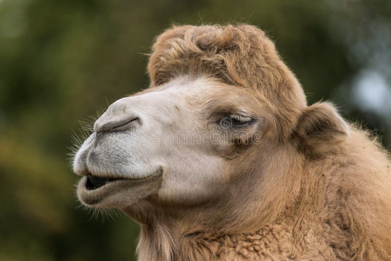The Smiling Camel in Himalaya Desert Stock Image - Image of colorful ...