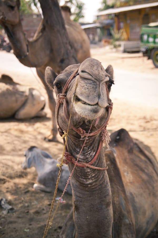 The Smiling Camel in Himalaya Desert Stock Image - Image of colorful ...