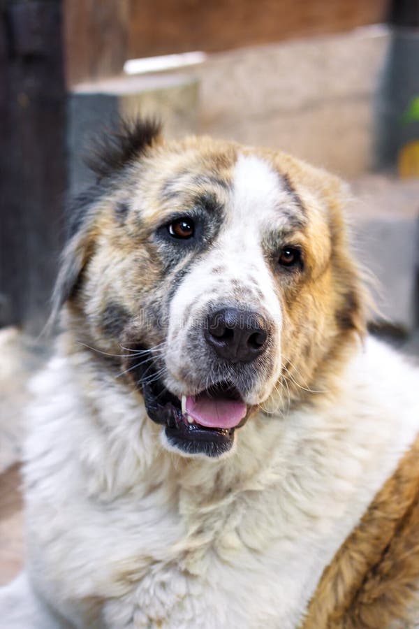 Portrait of Central Asian Shepherd Alabai. Side View Stock Photo ...