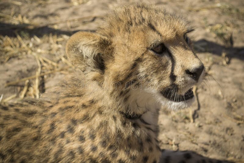 Smiling cheetah stock image. Image of smile, spots, recline - 35880997