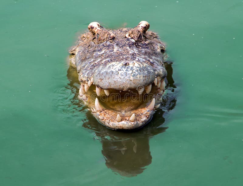 Smiling crocodile isolated stock image. Image of face - 5371837