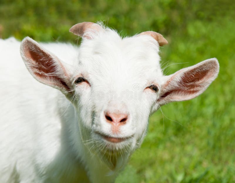 Smiling goat stock image. Image of horns, nanny, grazing - 29576581