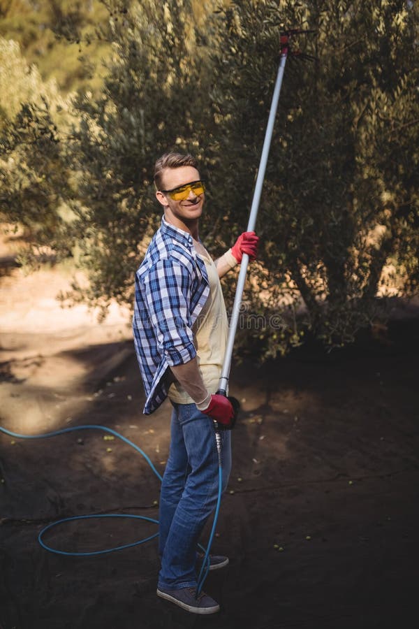 Portrait of Smiling Man Using Olive Rake at Farm Stock Photo - Image of ...